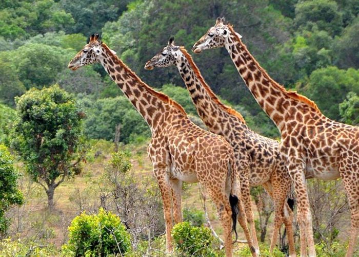 2 Days Safari Mikumi National Park Tanzania - Serengeti Holidays Tanzania