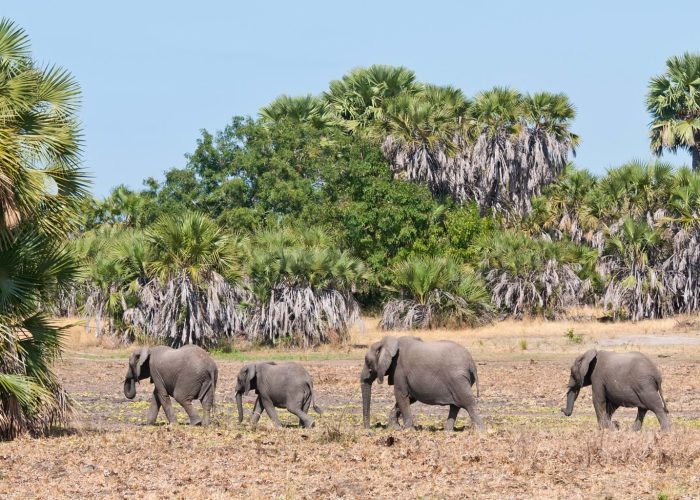 5 Day Tanzania Safari Explore Ngorongoro Crater and Tarangire National ...