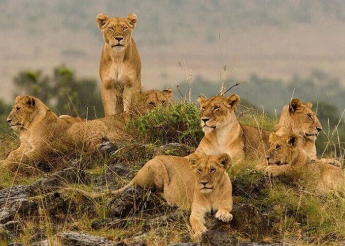 3 Days Safari in Serengeti and Ngorongoro Crater - Serengeti Holidays ...